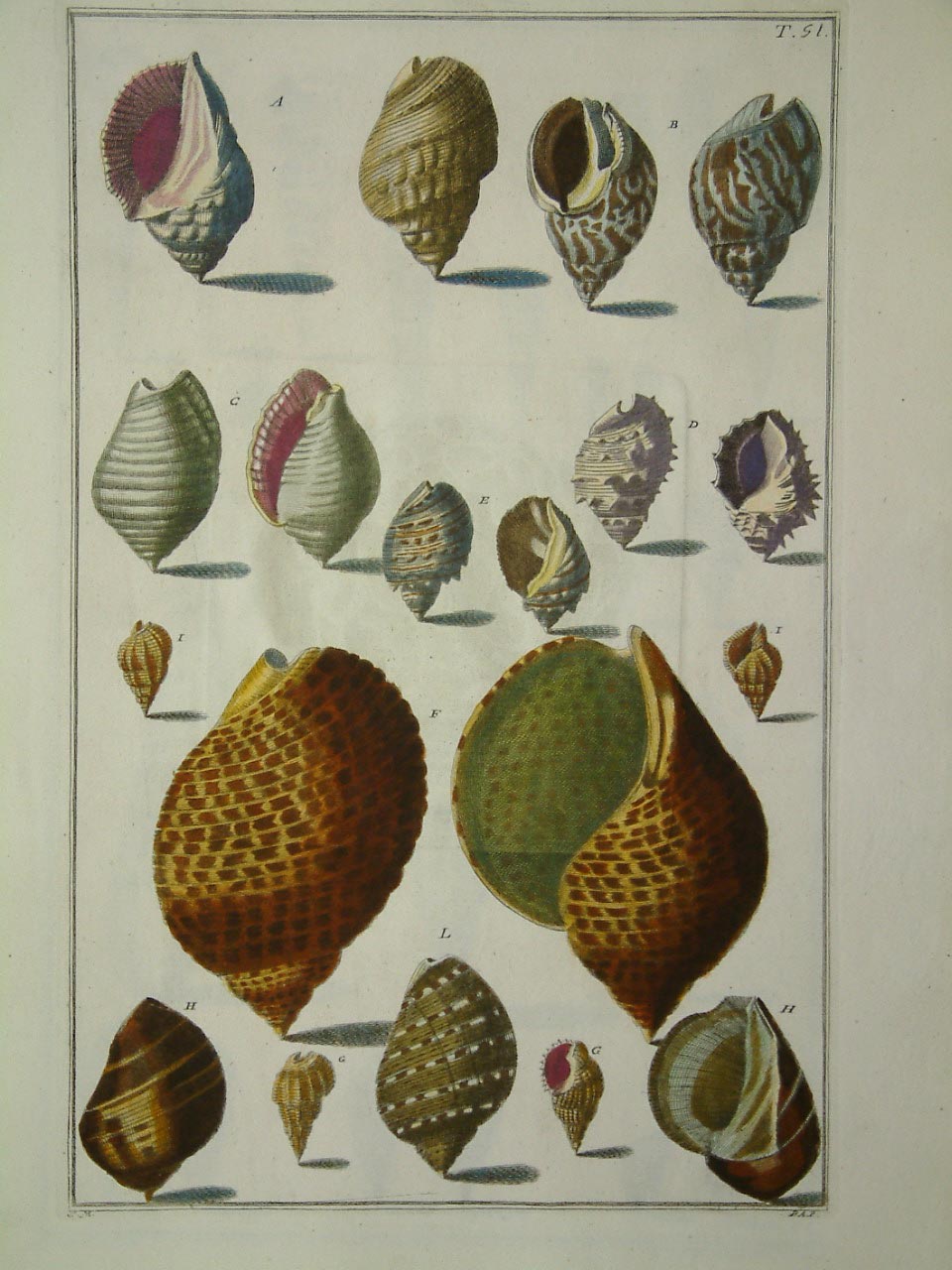 Shells decorative print