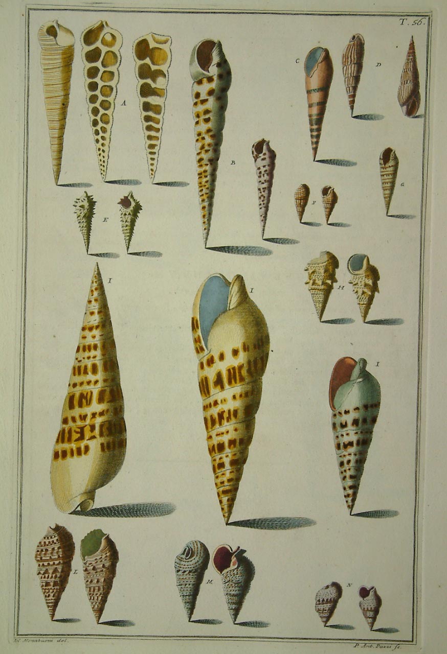 Shells decorative print