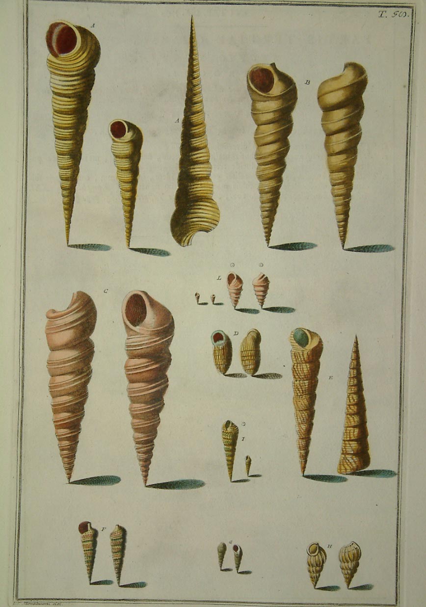 Shells decorative print