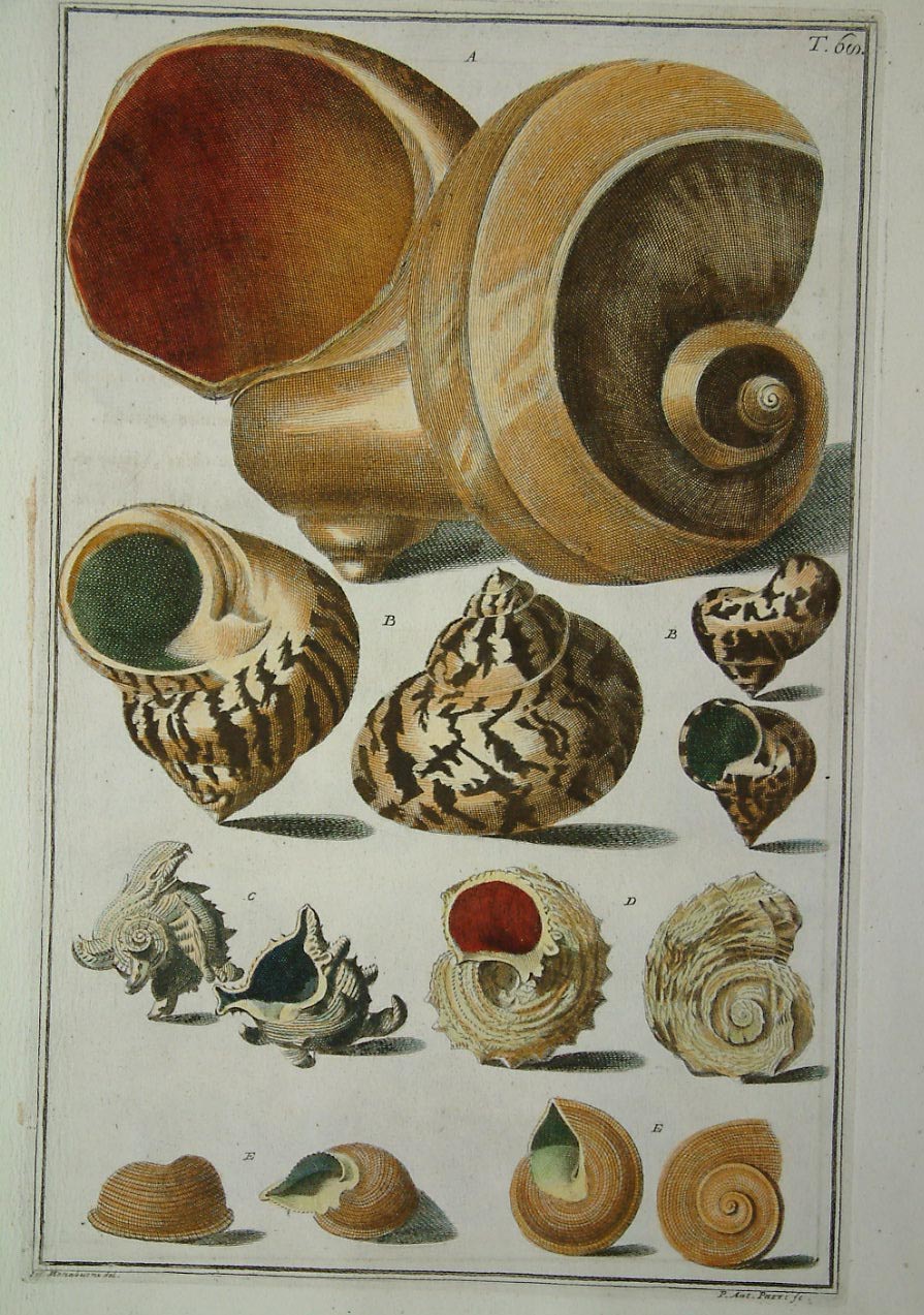 Shells decorative print