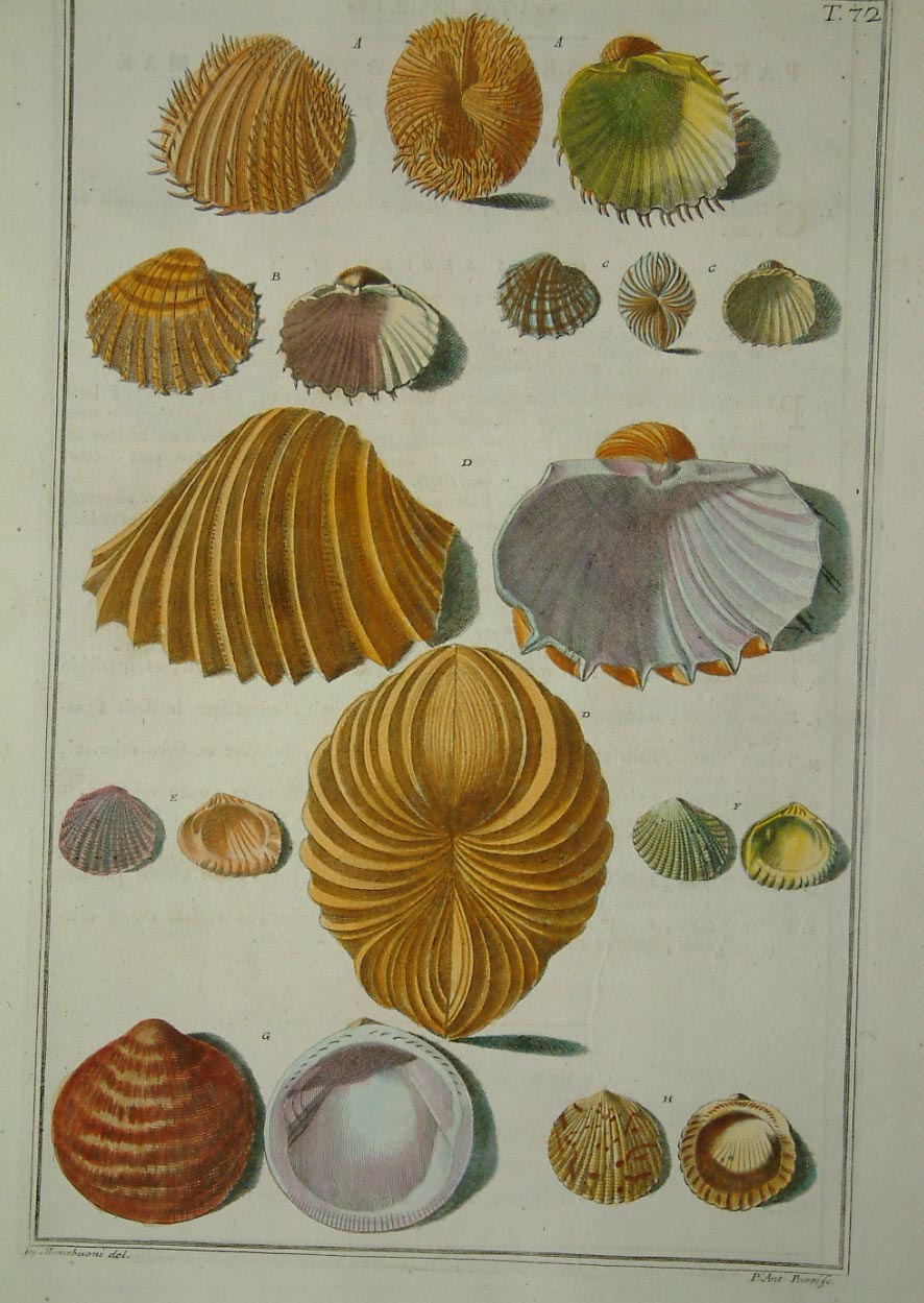 Shells decorative print