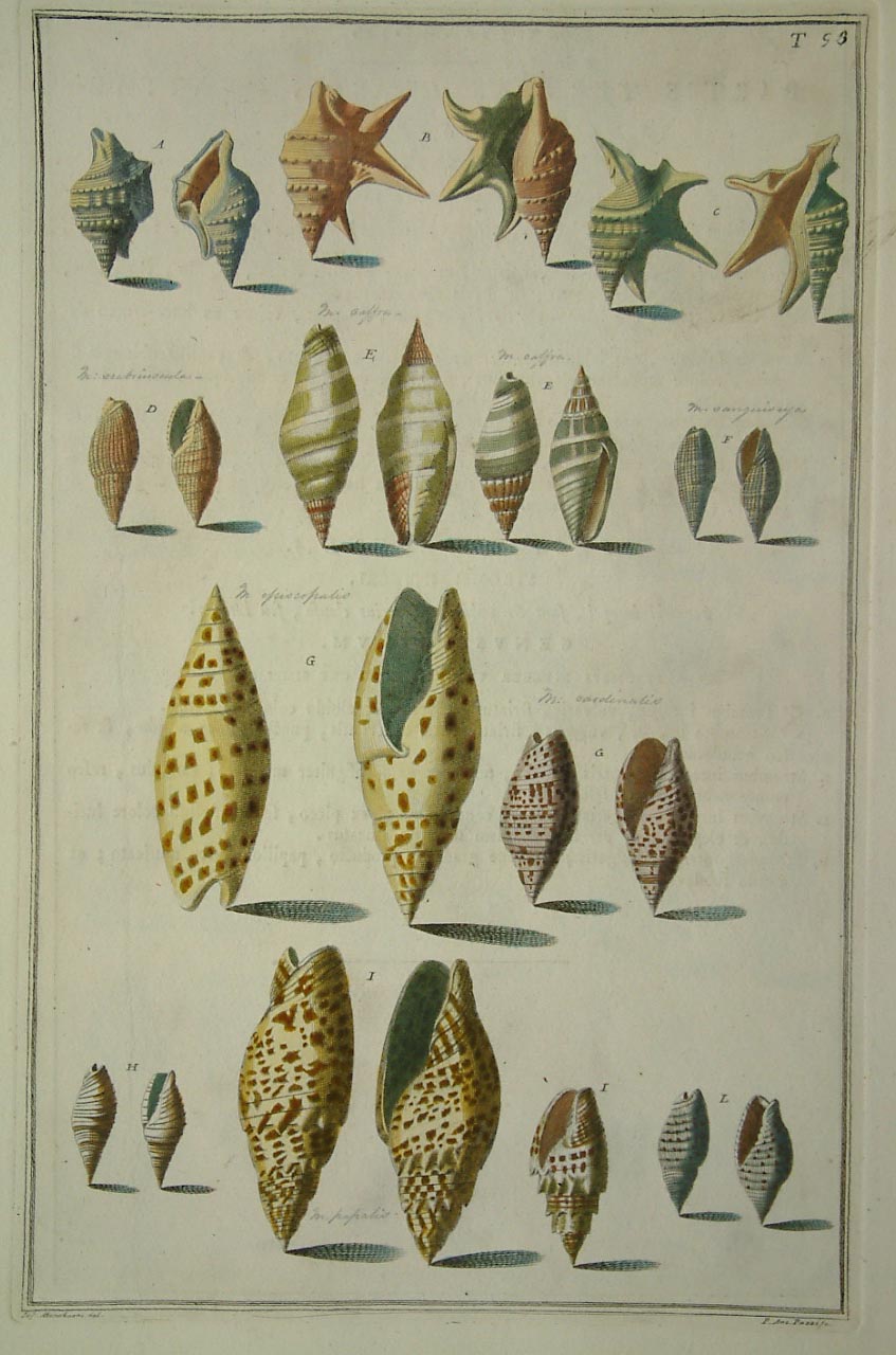 Shells decorative print