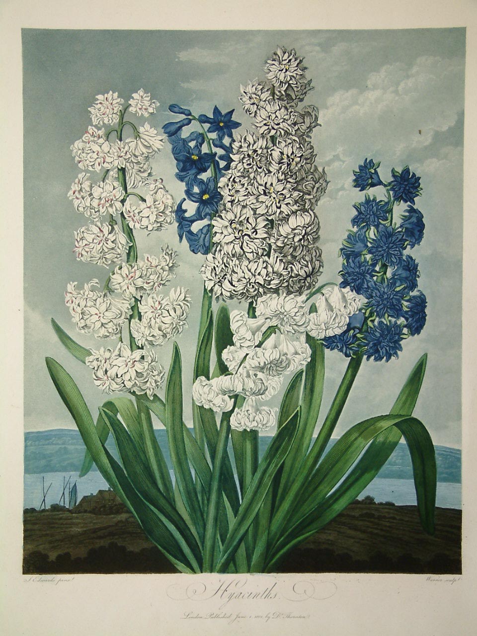 Hyacinths decorative print