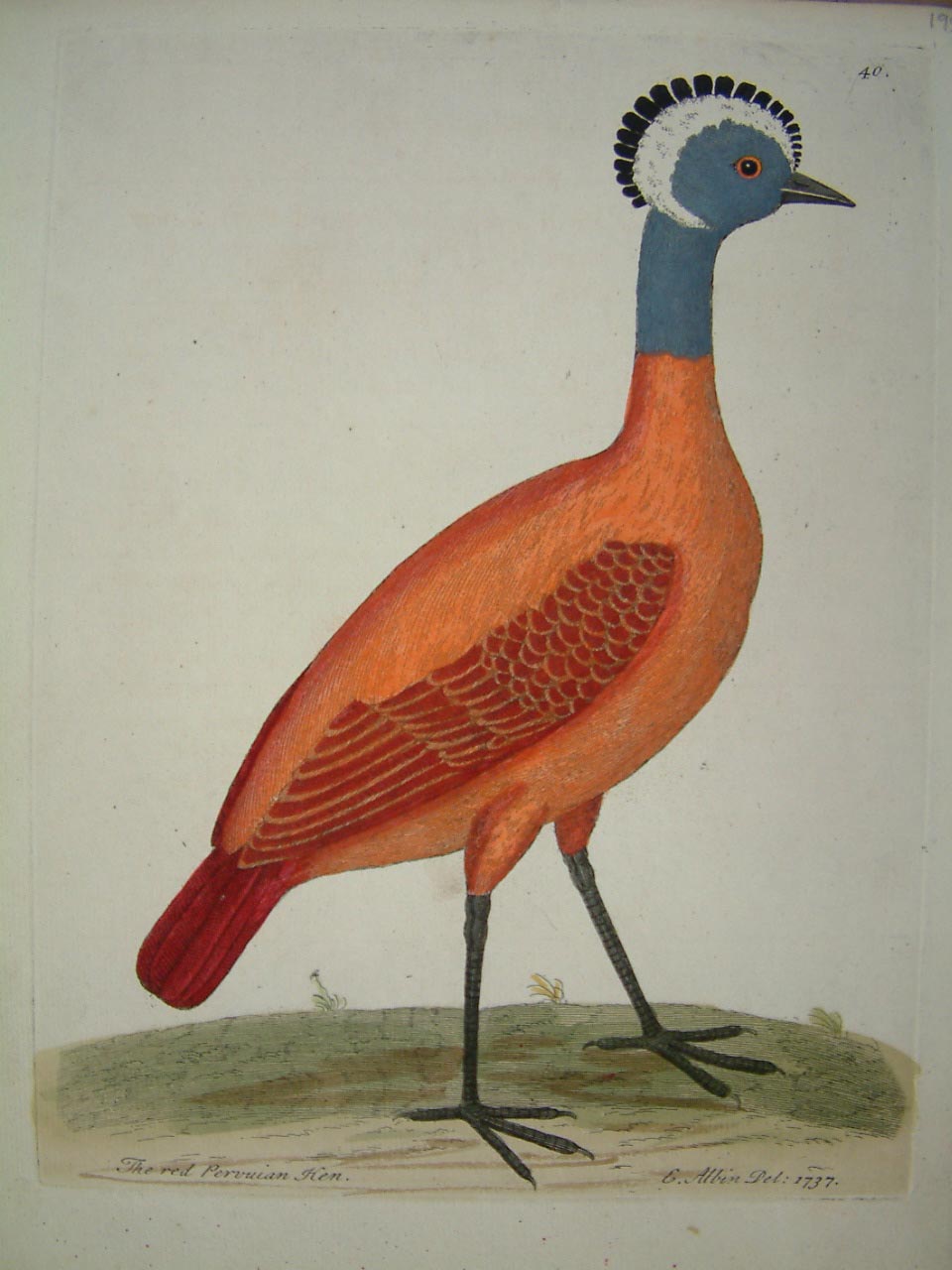 The Red Peruvian Hen decorative print