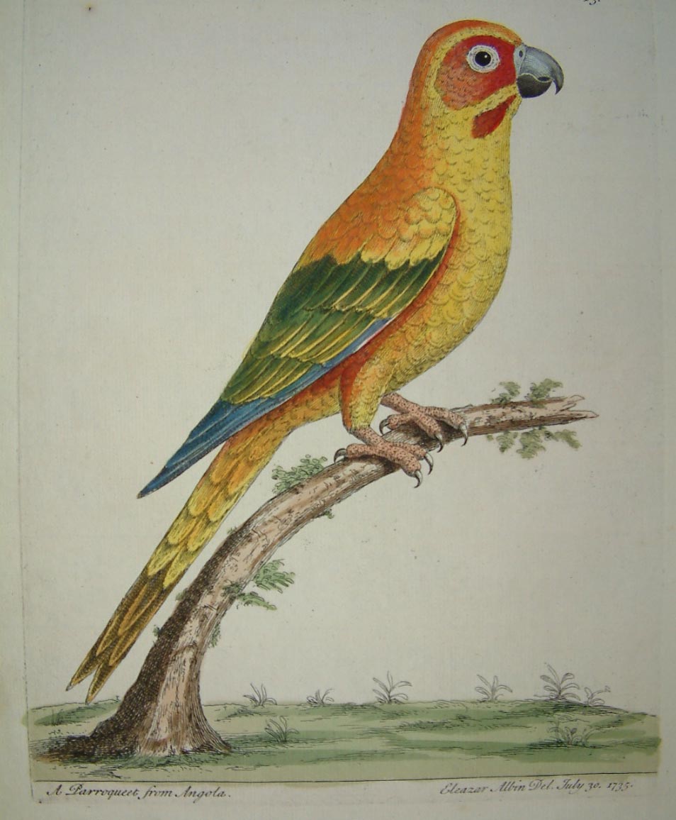 A Parroquet from Angola decorative print