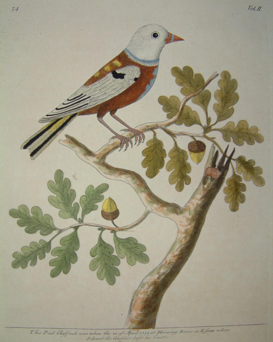 Pied Chaffinch decorative print