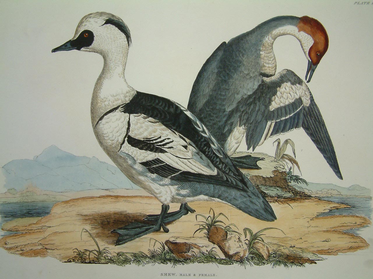 "Smew, Male & Female" decorative print