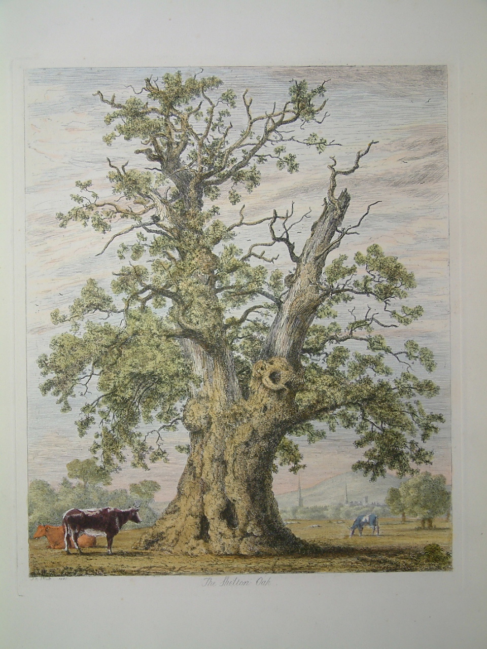 Shelton Oak decorative print