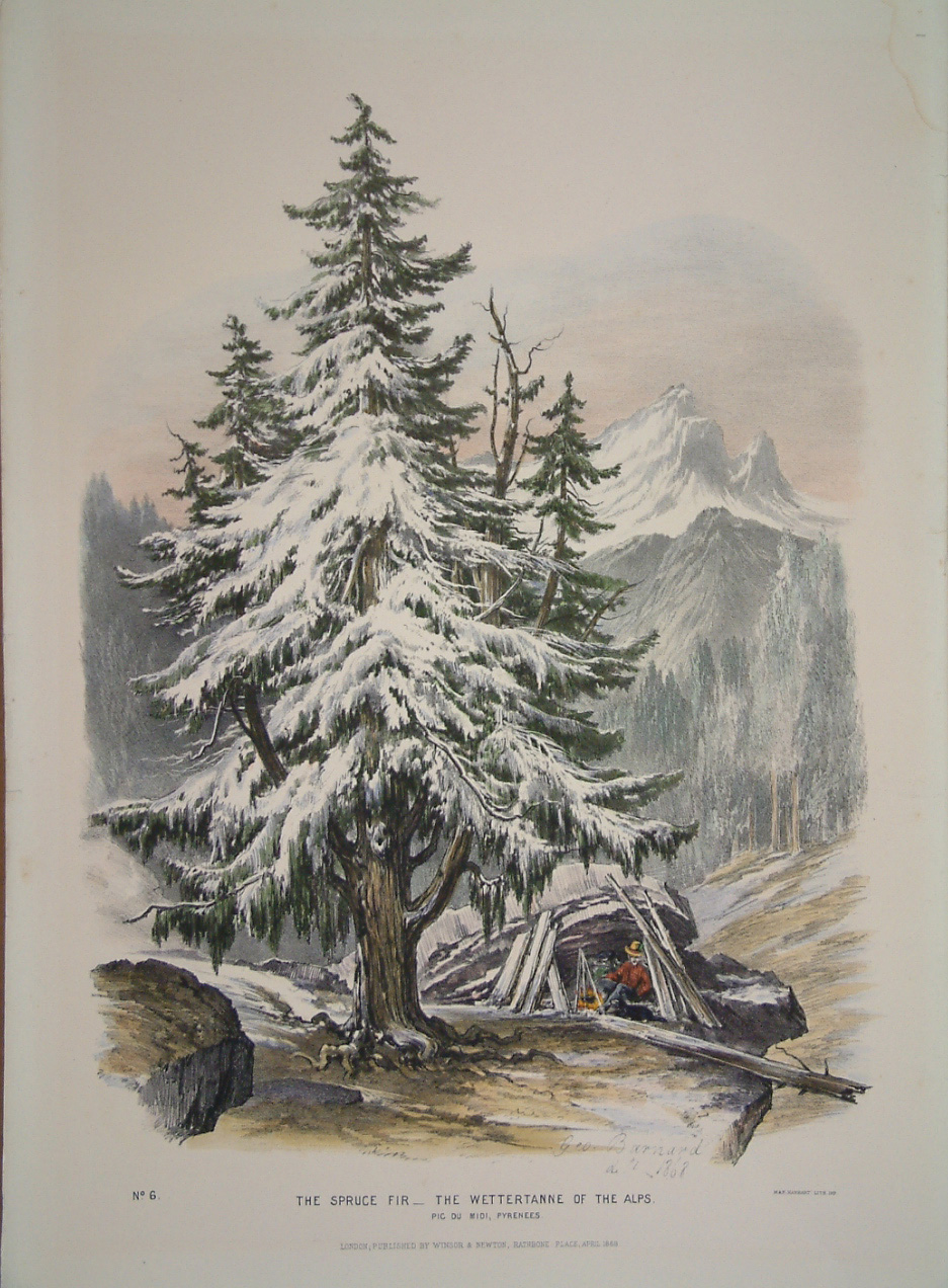 The Spruce Fir decorative print