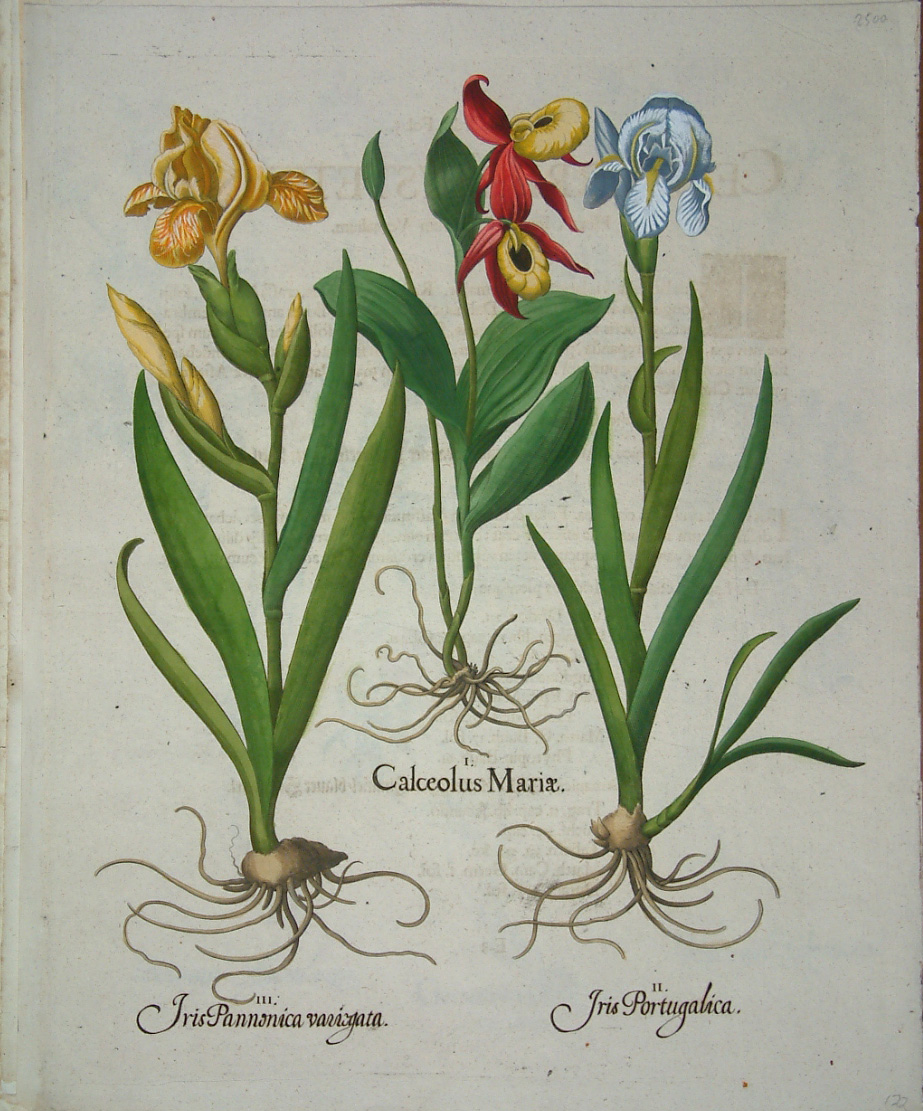 Calceolus maria decorative print