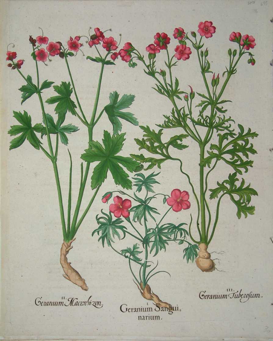 Geranium sanguinarium decorative print