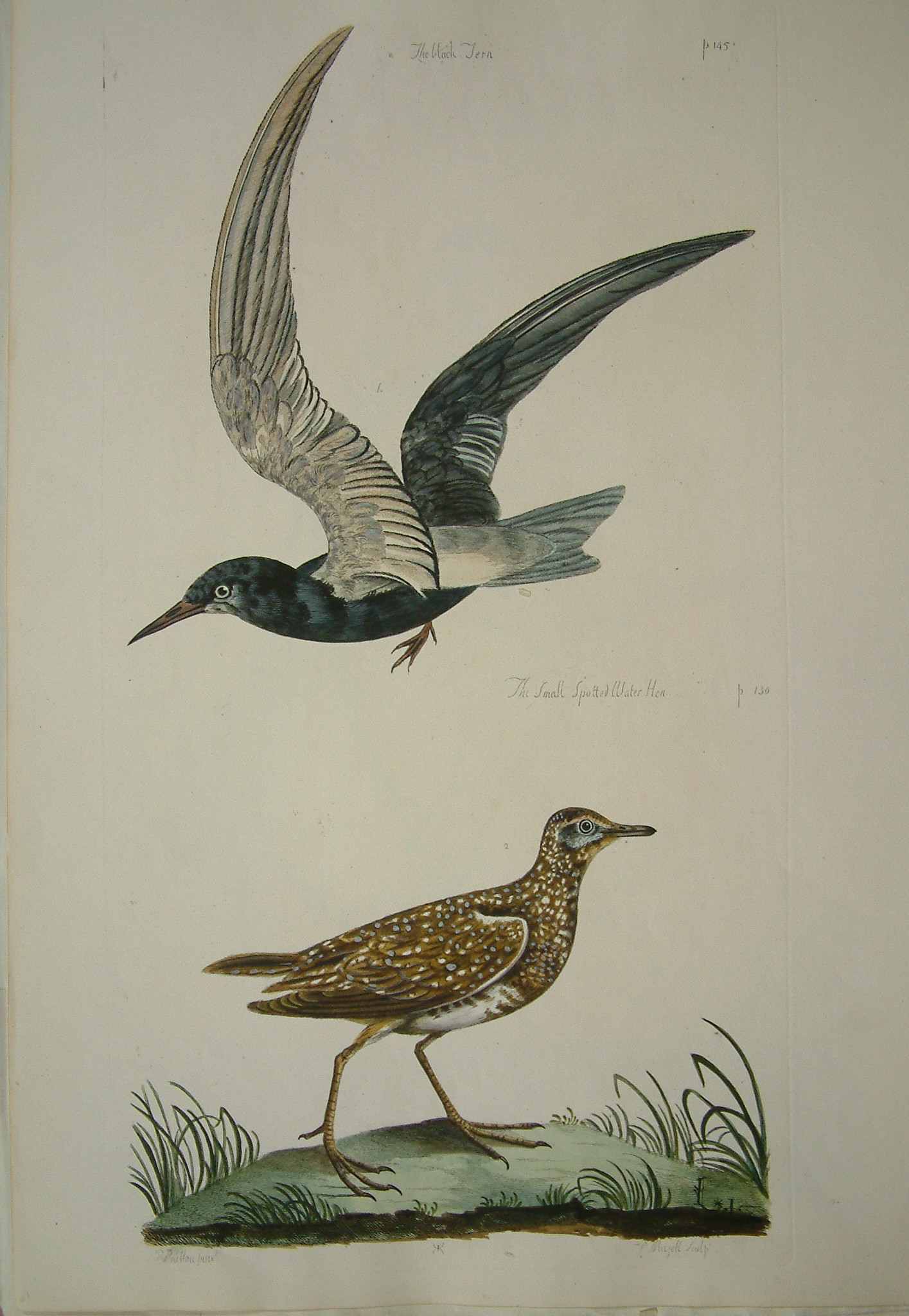 The Black Tern & Small Spotted Water Hen decorative print