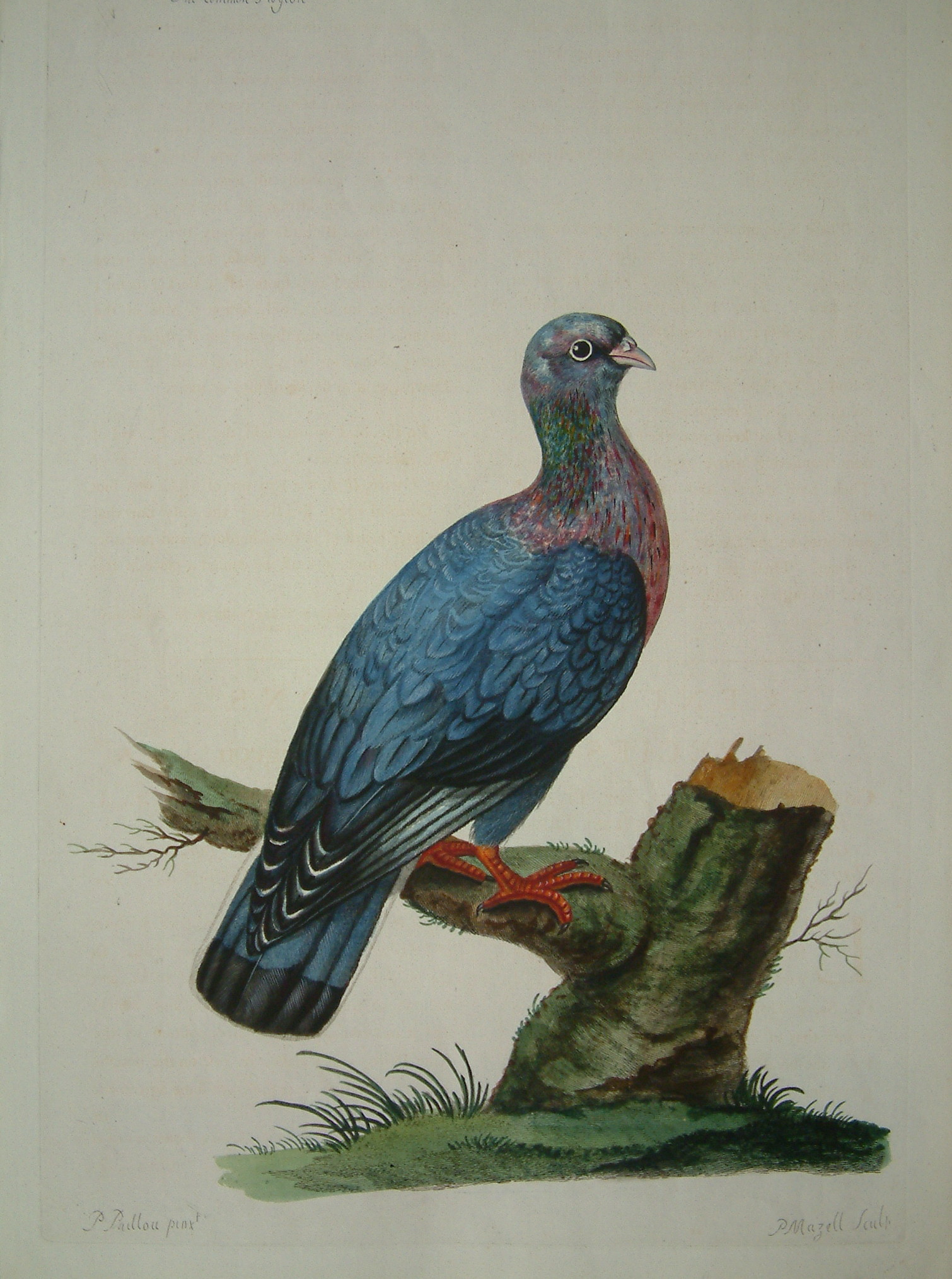 The Common Pidgeon decorative print