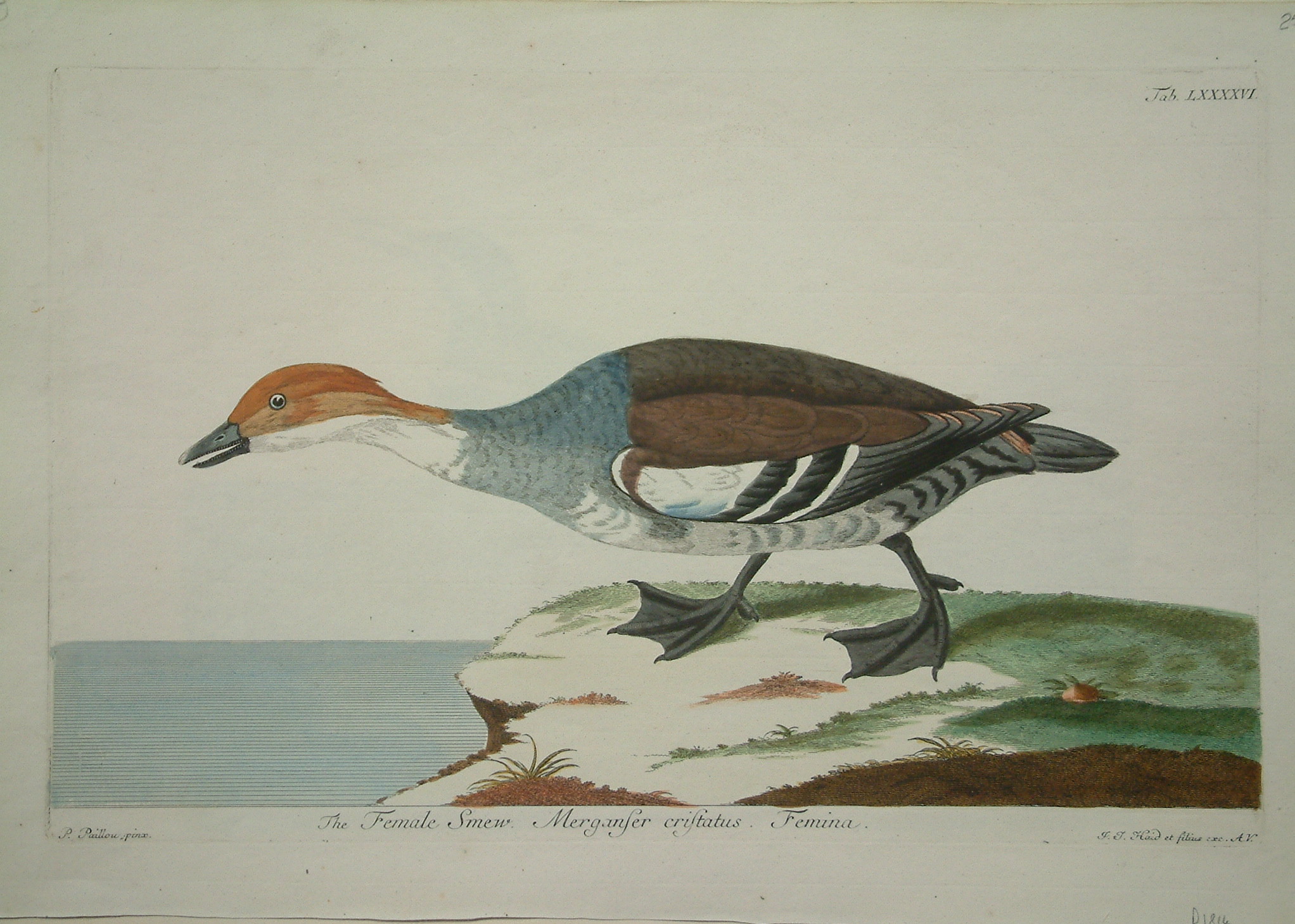 The Female Smew decorative print