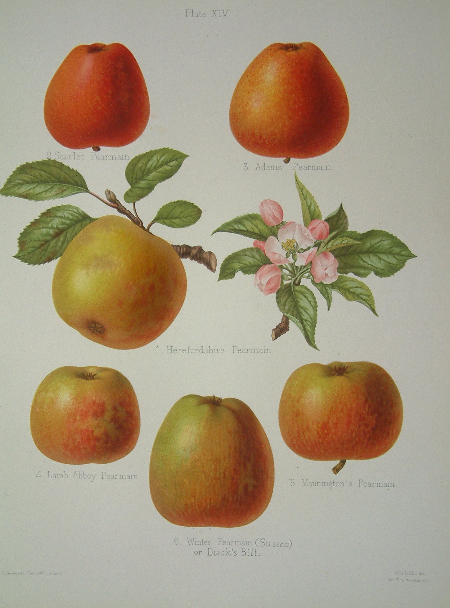 Herefordshire Pearmain decorative print