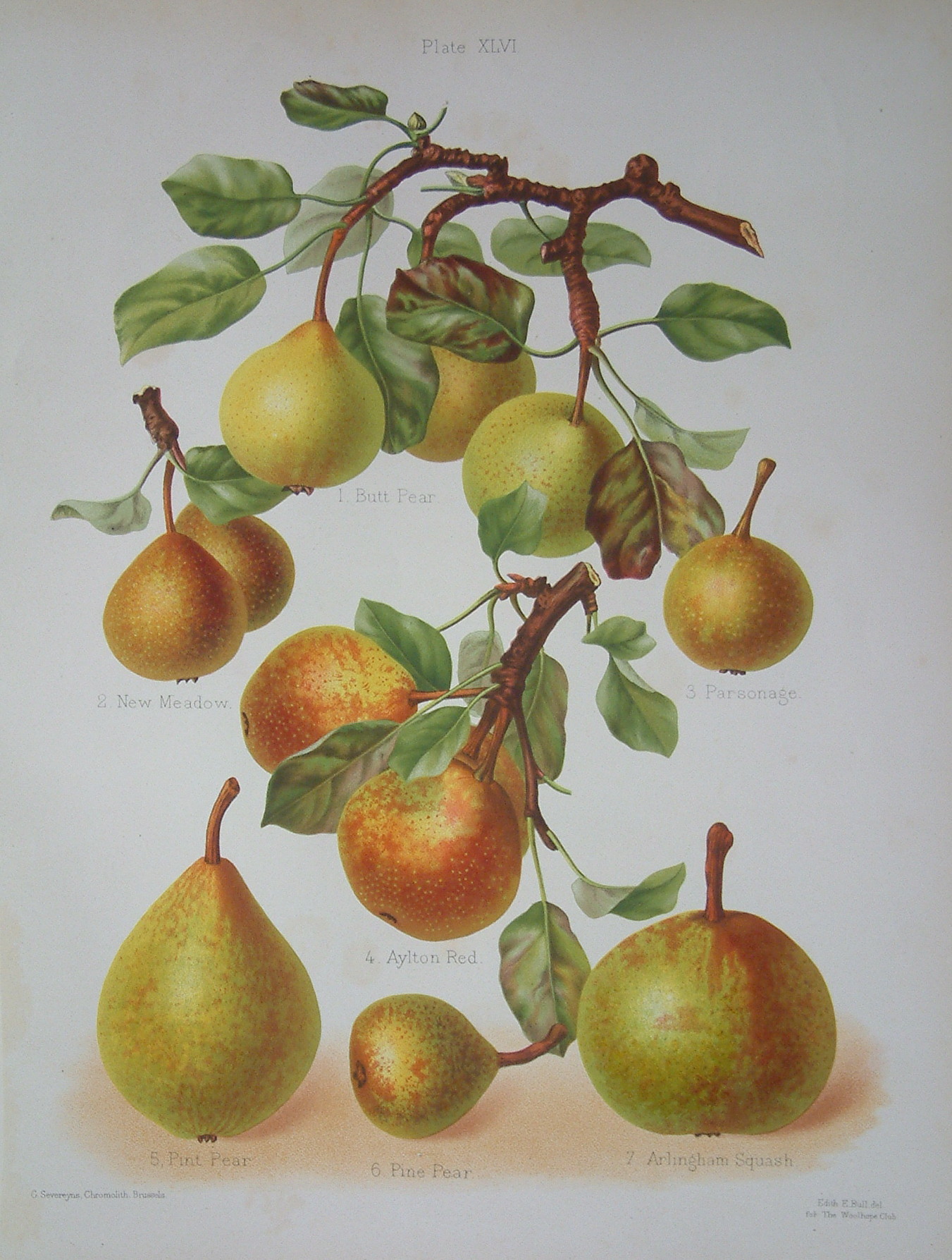 Butt Pear decorative print