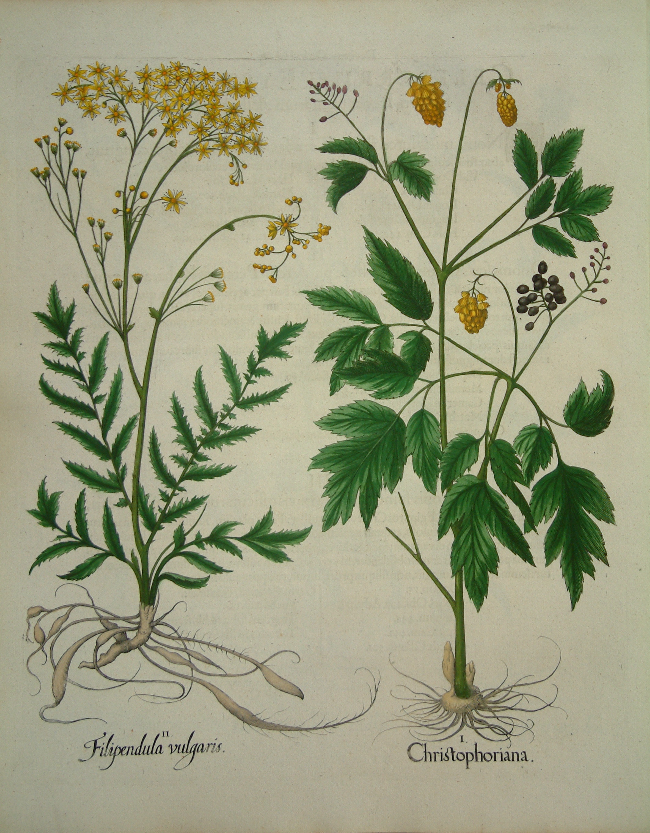 Christophoriana decorative print