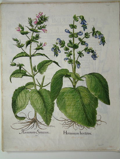 Horminum hortense decorative print