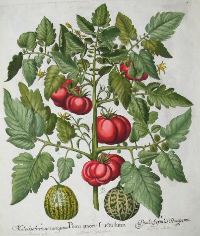 Poma amoris fructu luteo decorative print