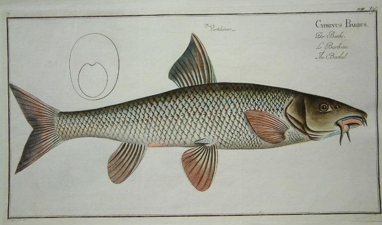 The Barbel decorative print