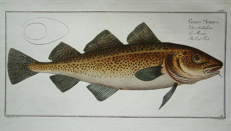 The Cod Fish decorative print