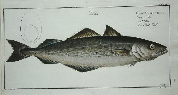 The Coal Fish decorative print