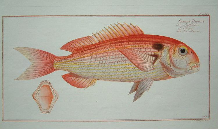 The Sea-Bream decorative print