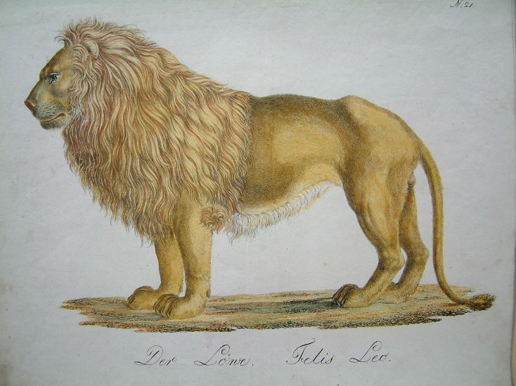 Felis leo decorative print