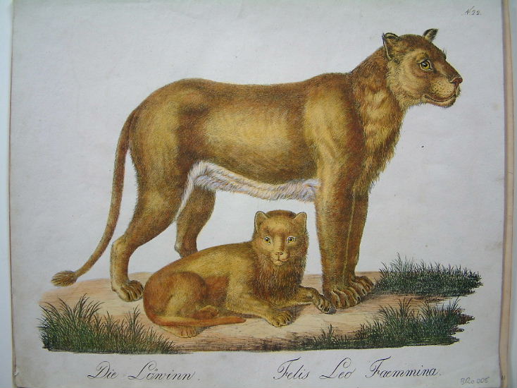 Felis leo faemmina decorative print