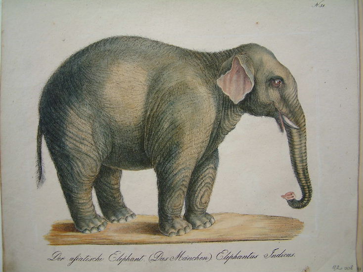 Elephantus indicus decorative print
