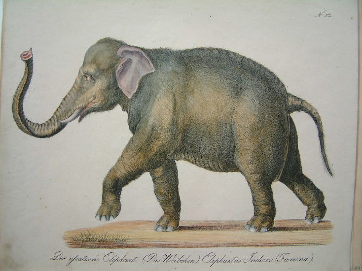 Elephantus indicus (Foemina) decorative print