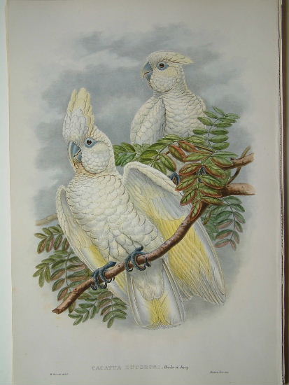 Cacatua ducorpsi decorative print