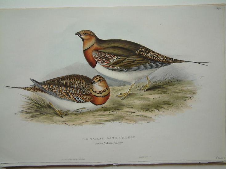 Pin-Tailed Sand Grouse decorative print
