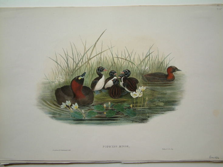 Podiceps minor decorative print