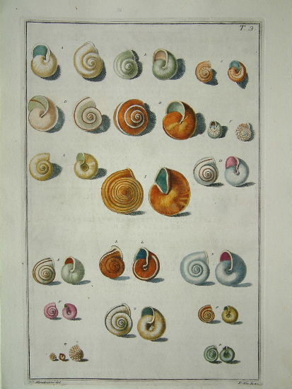 Shells decorative print