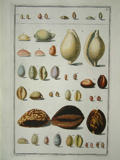 Shells decorative print