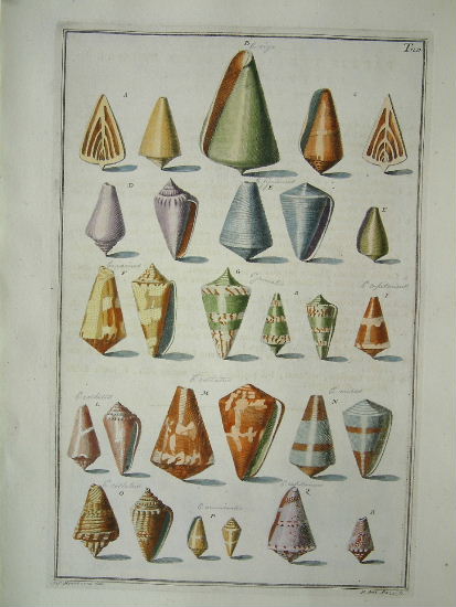 Shells decorative print