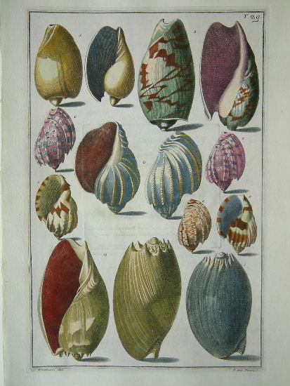 Shells decorative print