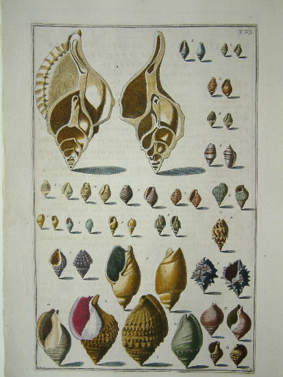 Shells decorative print