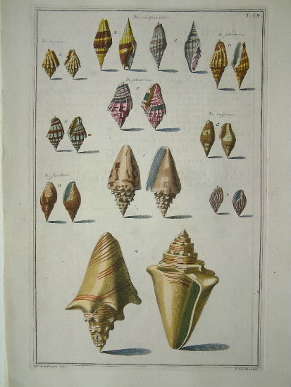 Shells decorative print