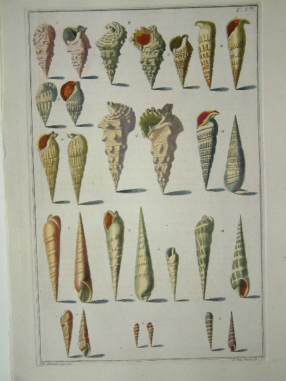 Shells decorative print