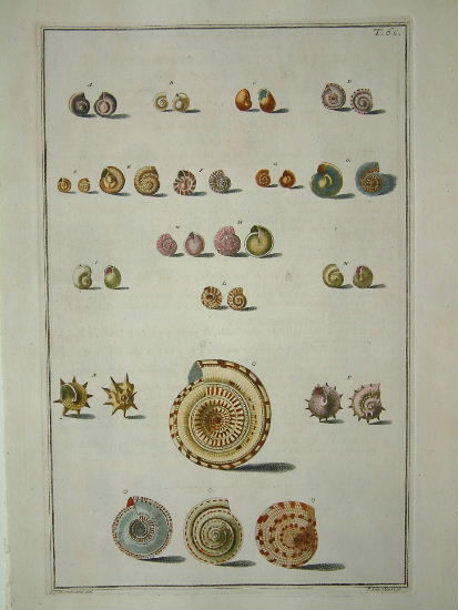 Shells decorative print