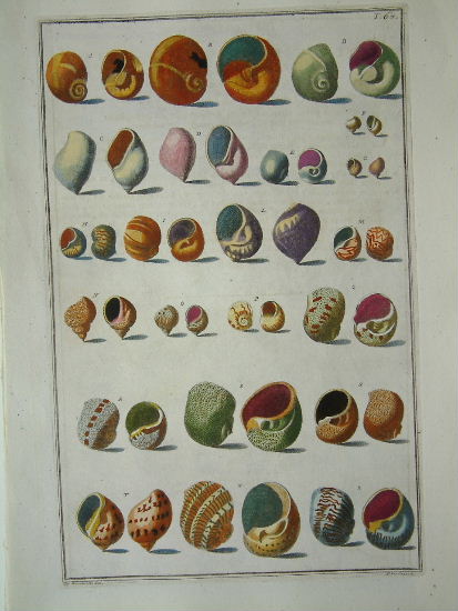 Shells decorative print