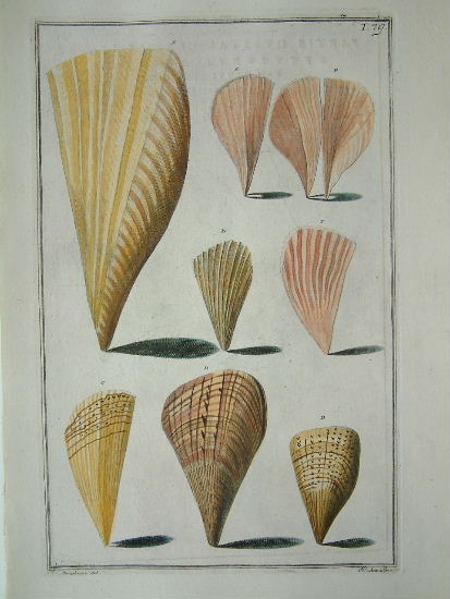 Shells decorative print