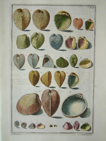 Shells decorative print