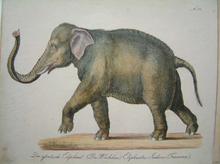 Elephantus indicus (Foemina)